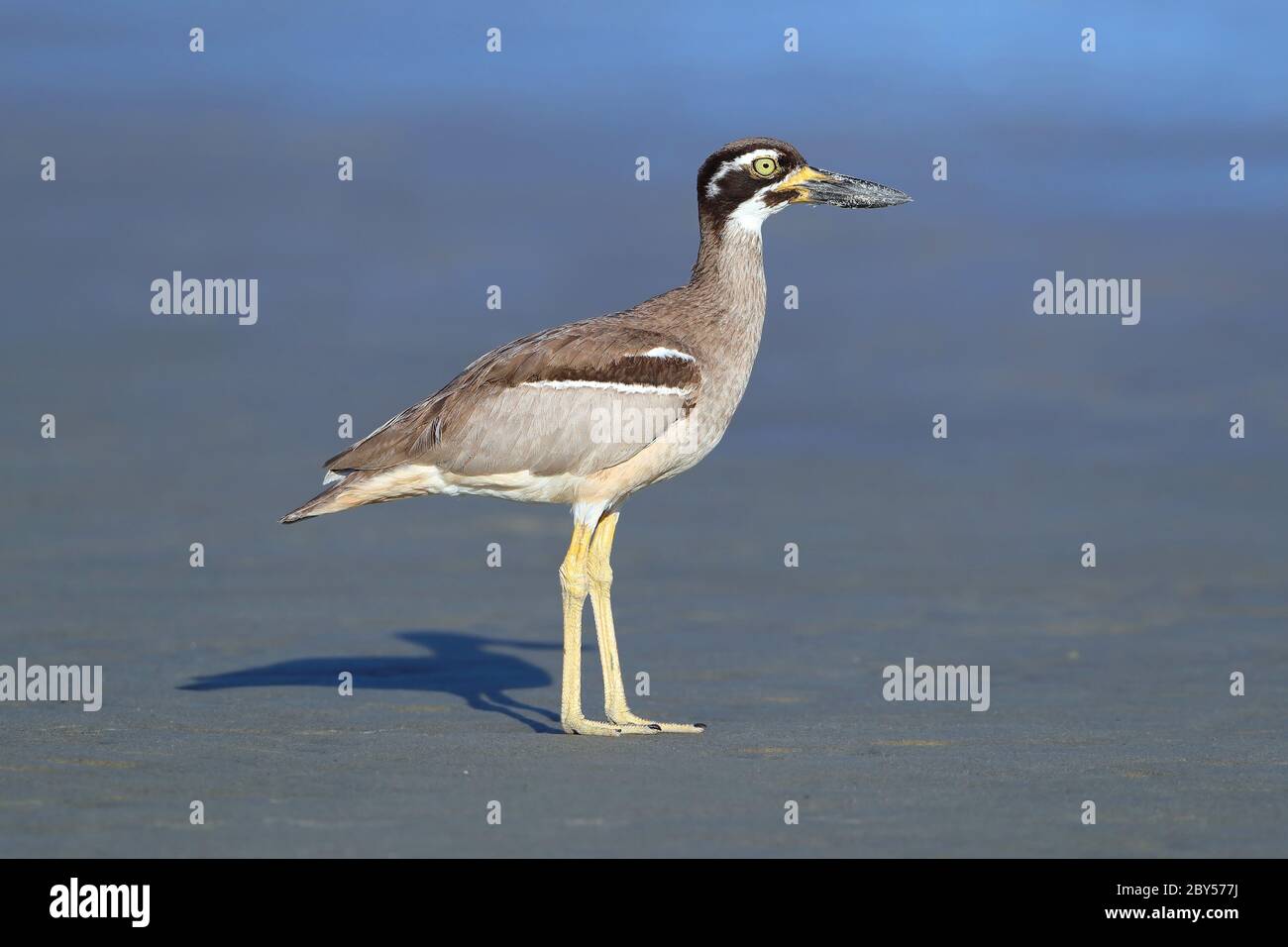 great Australian stone plover (Esacus magnirostris), stands on the ...