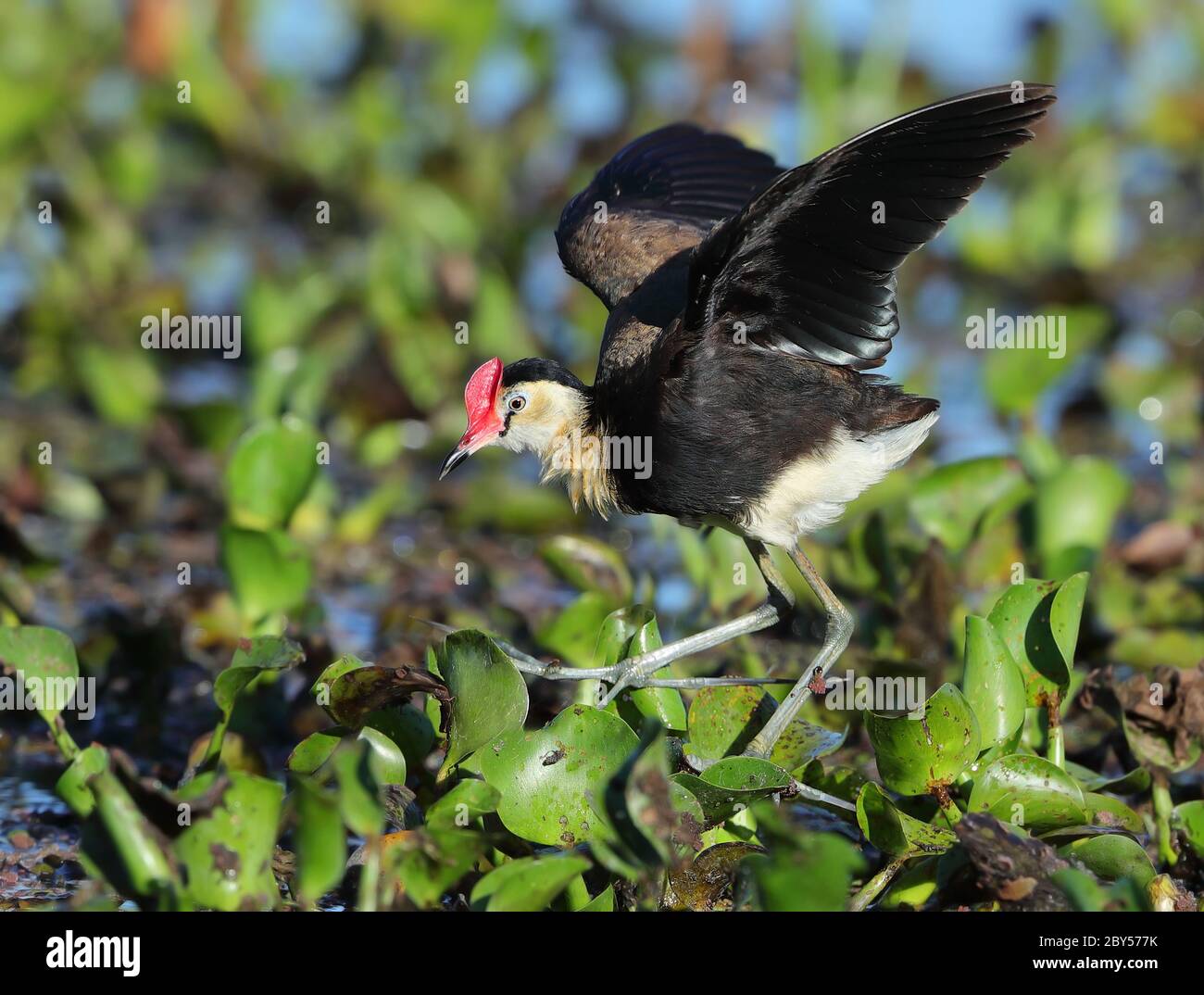 Comb-crested jacana, Lotusbird, Lilytrotter. (Irediparra gallinacea ...