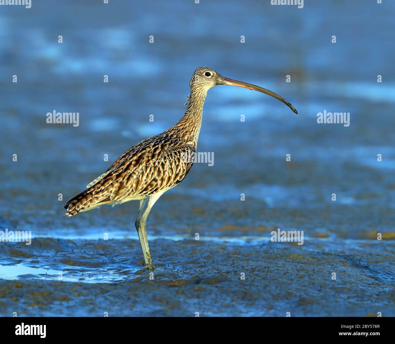 Eastern curlew australia hi-res stock photography and images - Alamy