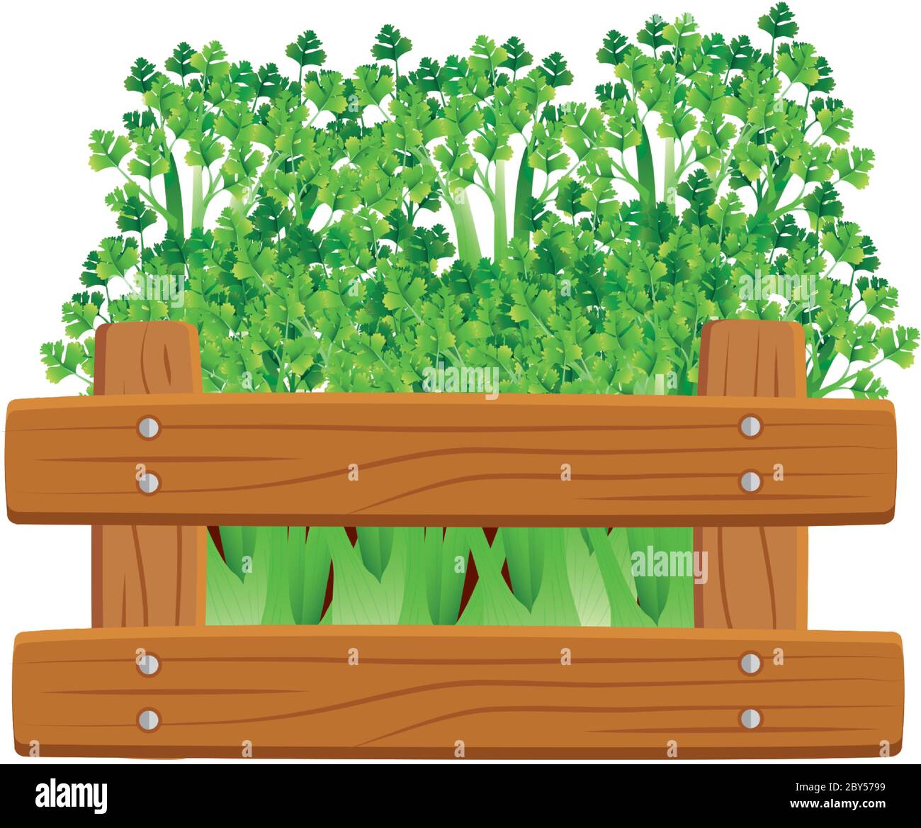 Box of celery Stock Vector Images - Alamy