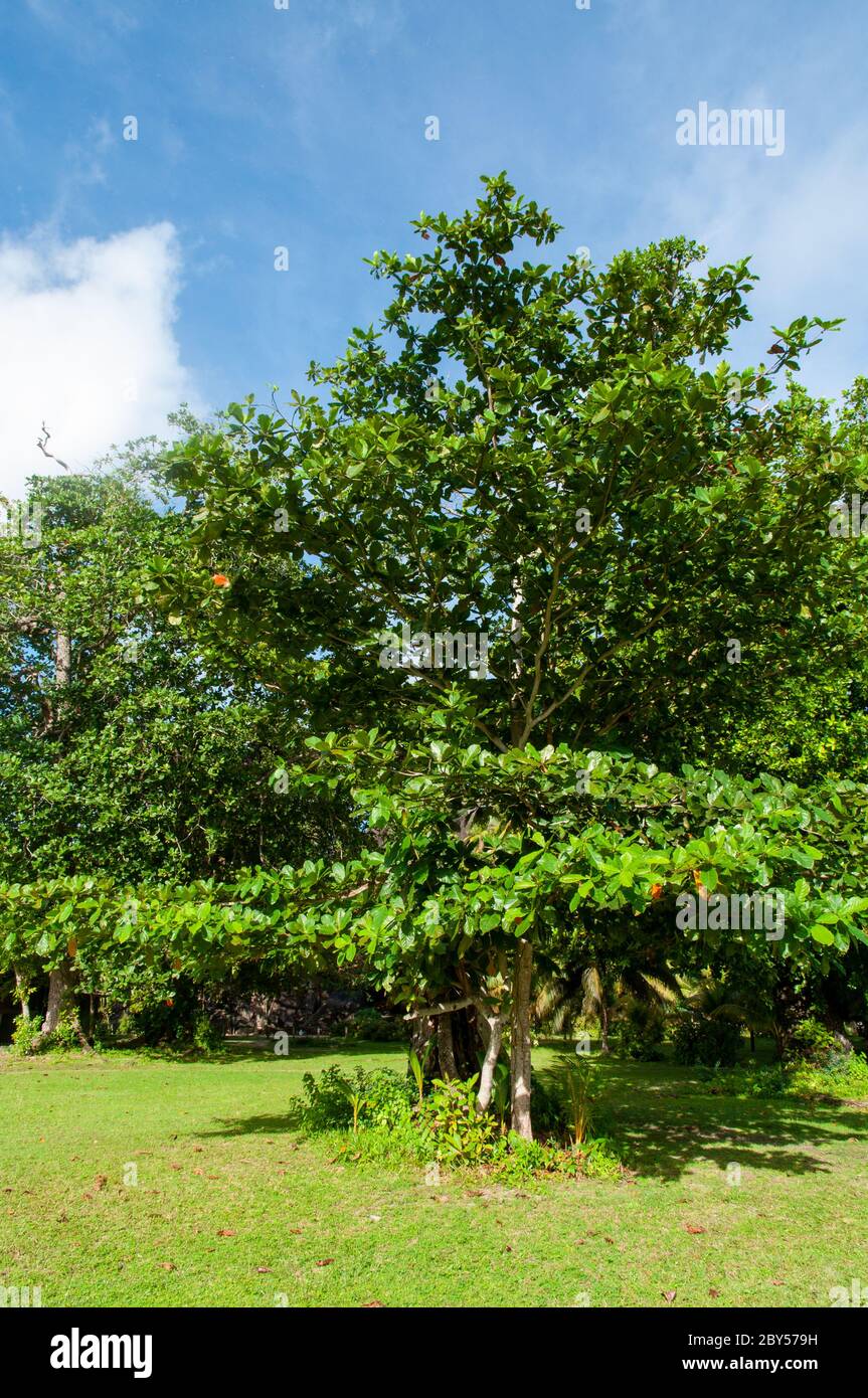 Green tropical tree : Terminalia a member of Bushwillow Family Family ...