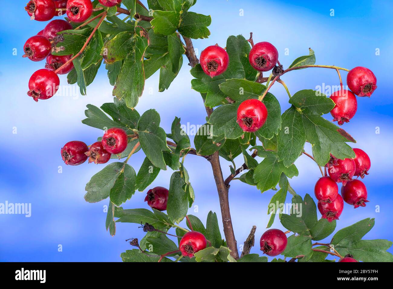 hawthorn, white thorn, hawthorns (Crataegus spec.), twig with fruits ...