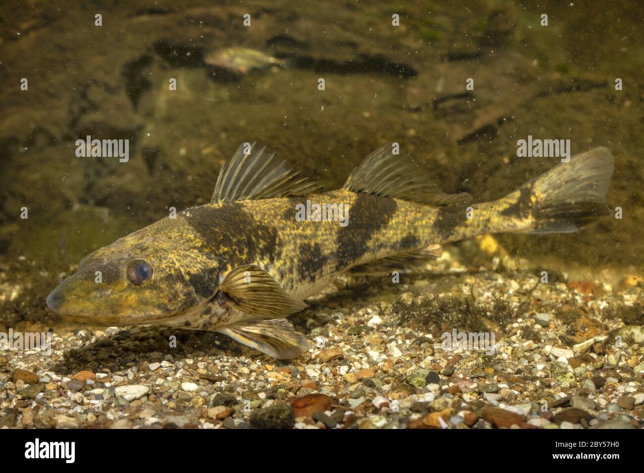 Wild animals swimming hi-res stock photography and images - Alamy