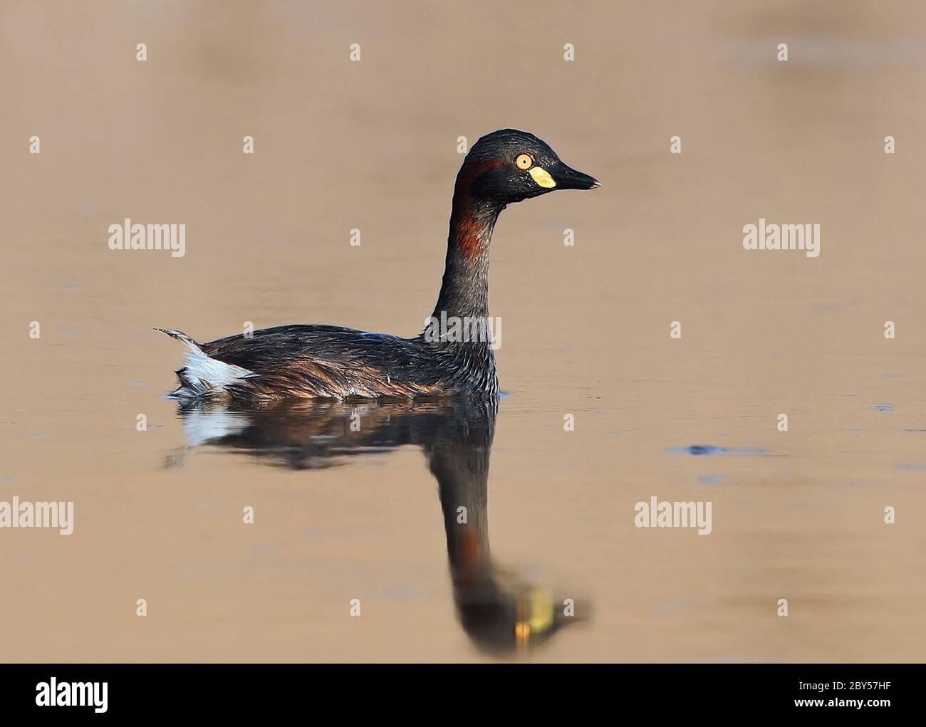 Australian dabchick tachybaptus hi-res stock photography and images - Alamy