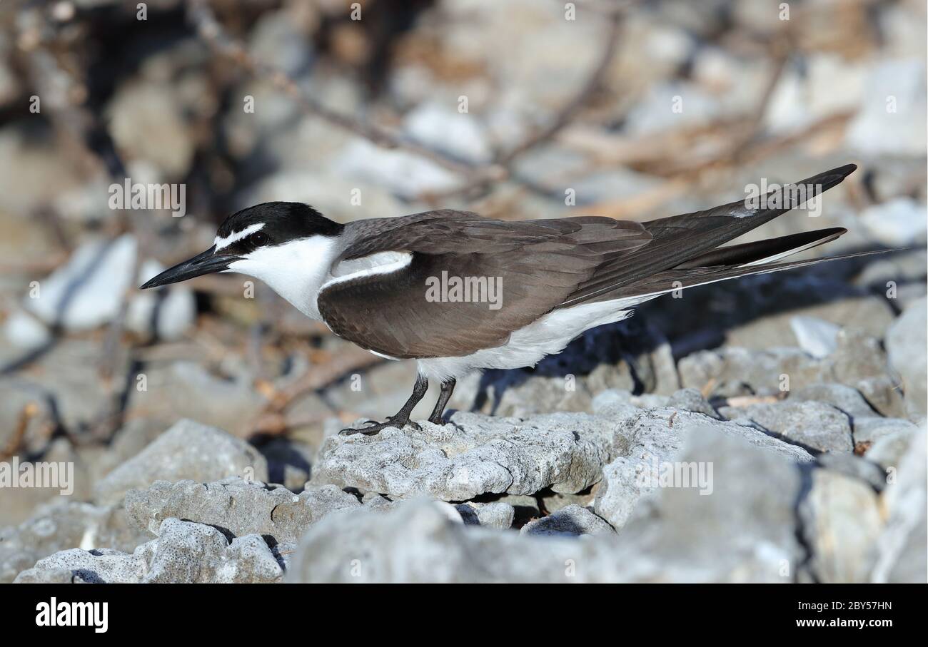 bridled tern (Sterna anaethetus, Onychoprion anaethetus), standing on ...