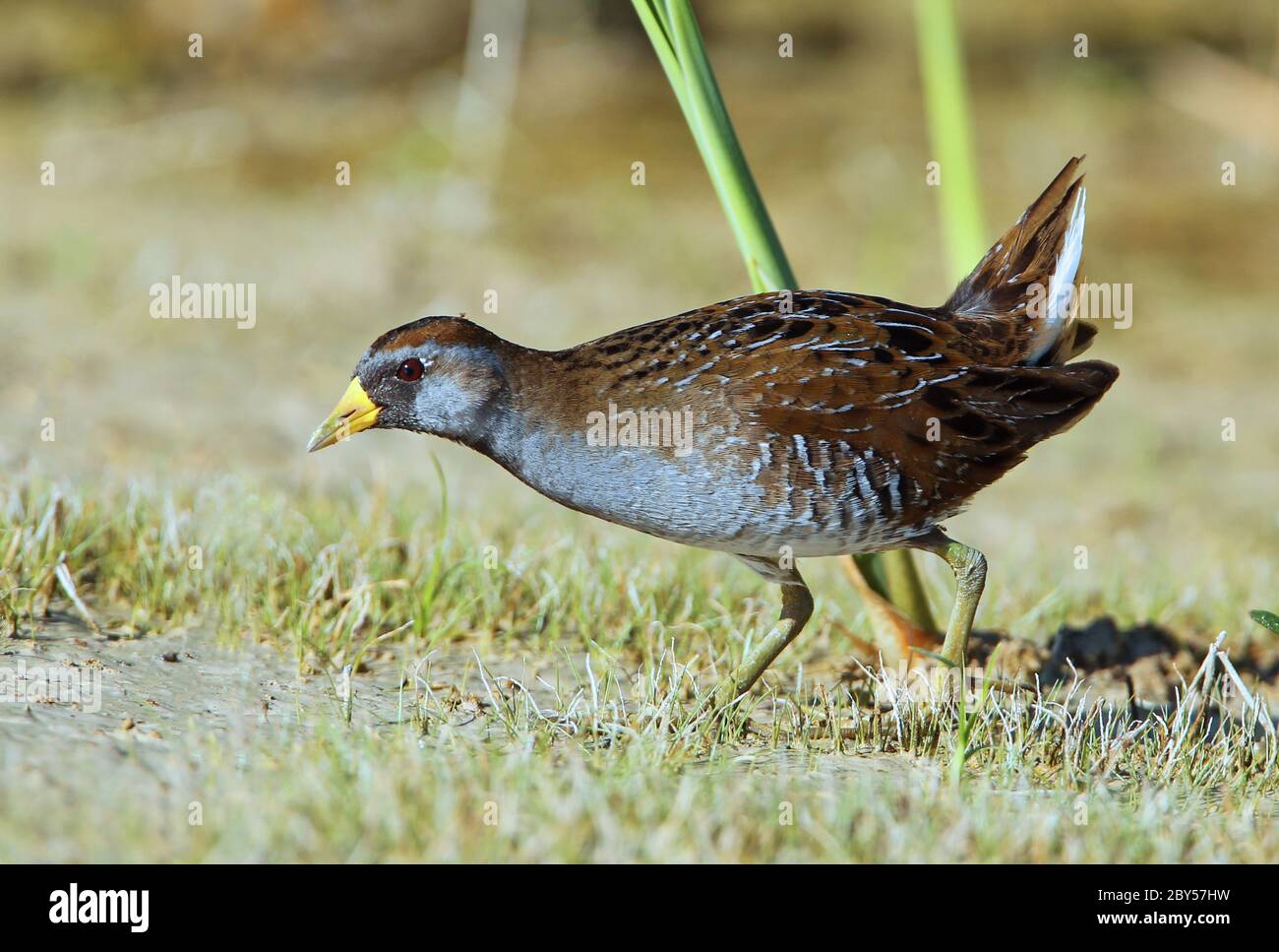 Sora crake (Porzana carolina), on the feed, USA, Texas, Estero Llano ...