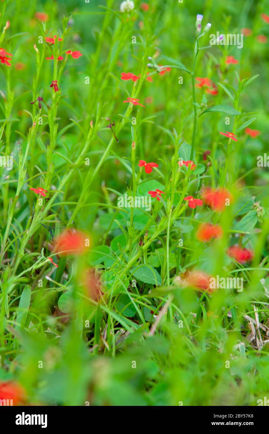 Beautiful red tropical single flower of Witchweed (Striga asiatica) in ...