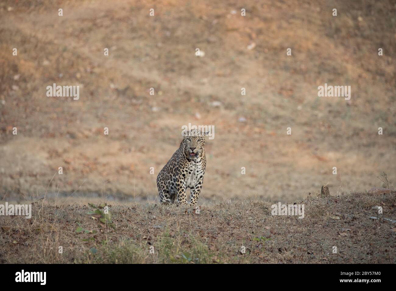Leopard Walking In Golden Light With Woods In background, with ...