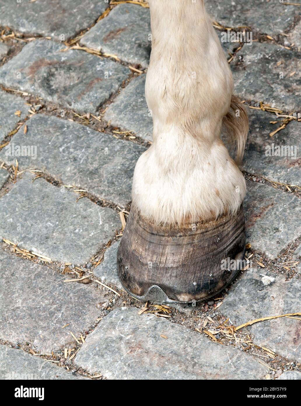 foot and hoof white horse Stock Photo - Alamy