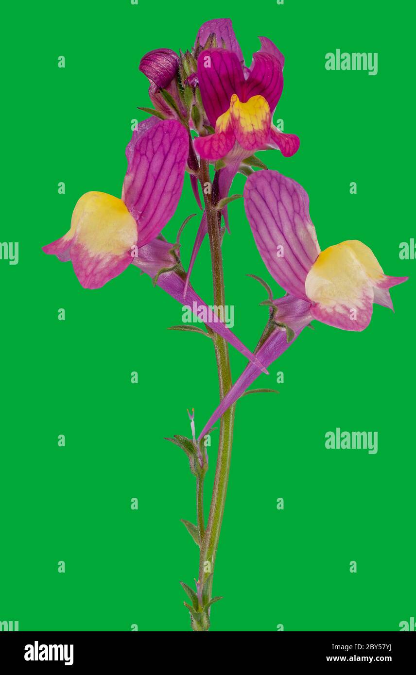 annual toadflax (Linaria maroccana), blooming, against green background ...