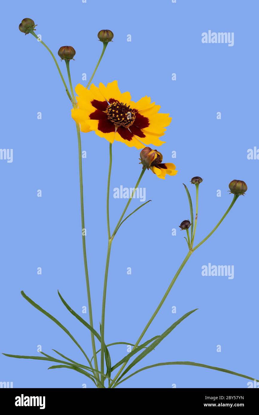 plains coreopsis, dyer's coreopsis, golden tickseed (Coreopsis ...