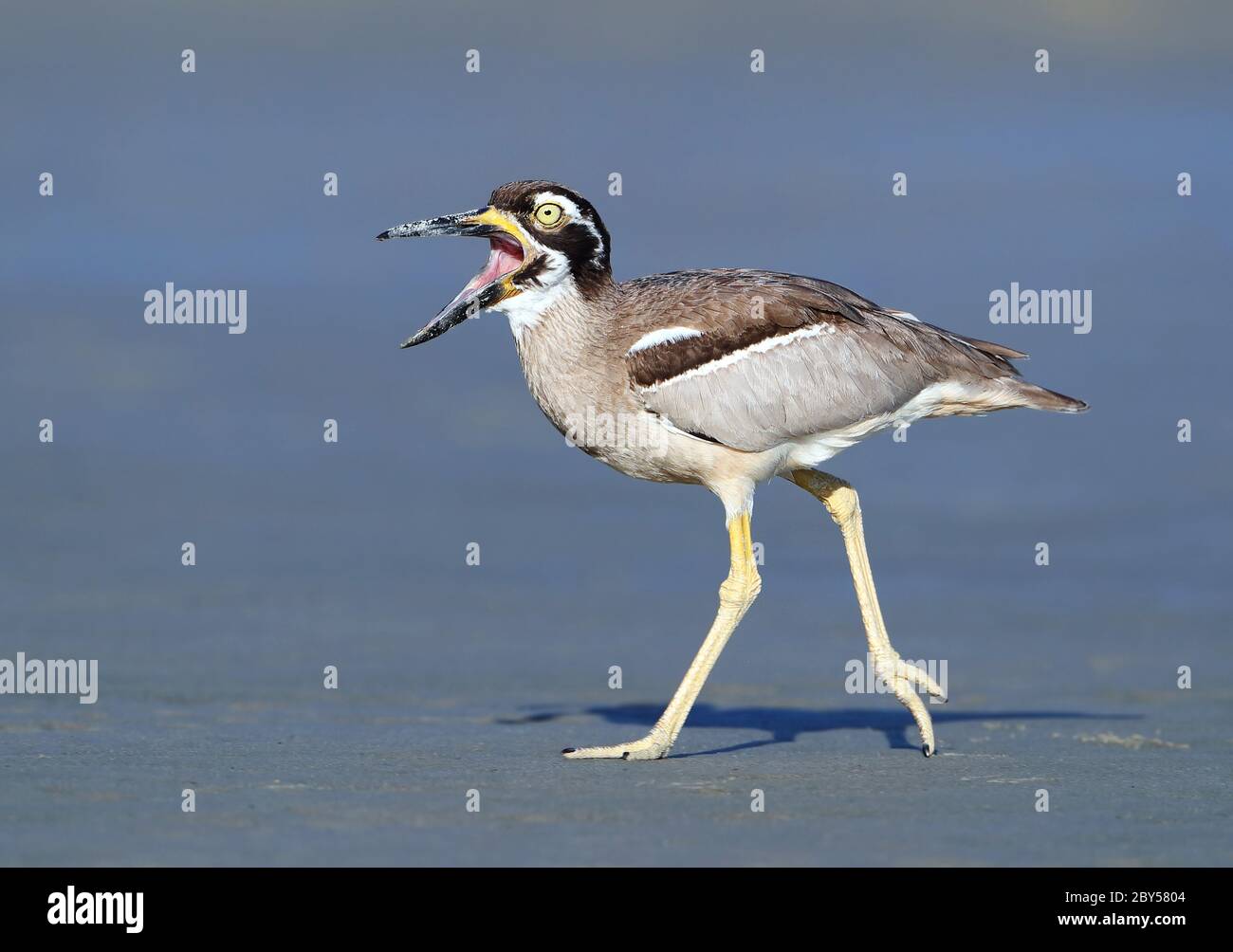 great Australian stone plover (Esacus magnirostris), walks on Noah ...