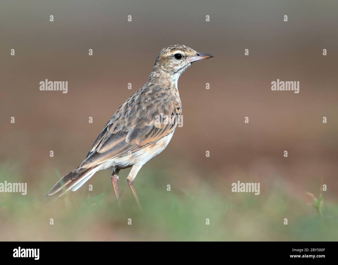Australian Pipit (Anthus australis), on the ground, Australia ...