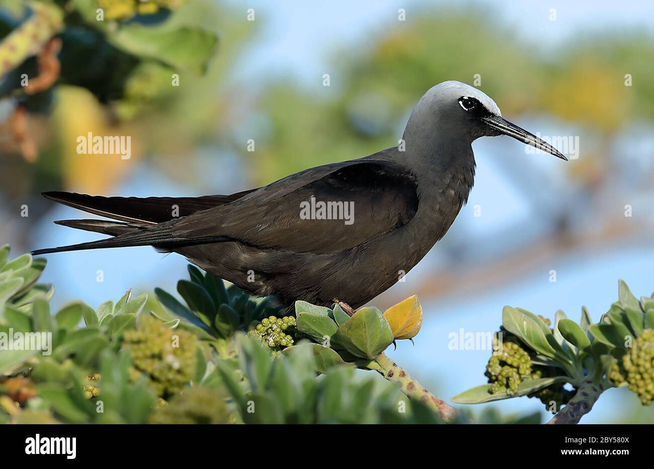 White-capped noddy, Black noddy (Anous minutus, Anous minutus minutus ...