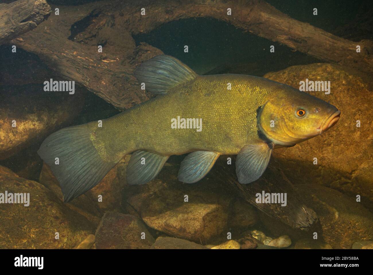 Tench fish hi-res stock photography and images - Alamy