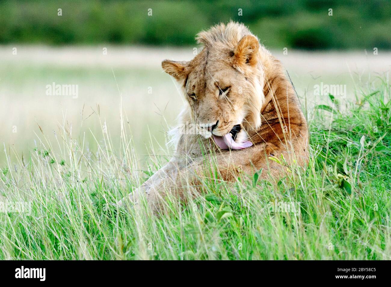 Lions grooming male hi-res stock photography and images - Alamy