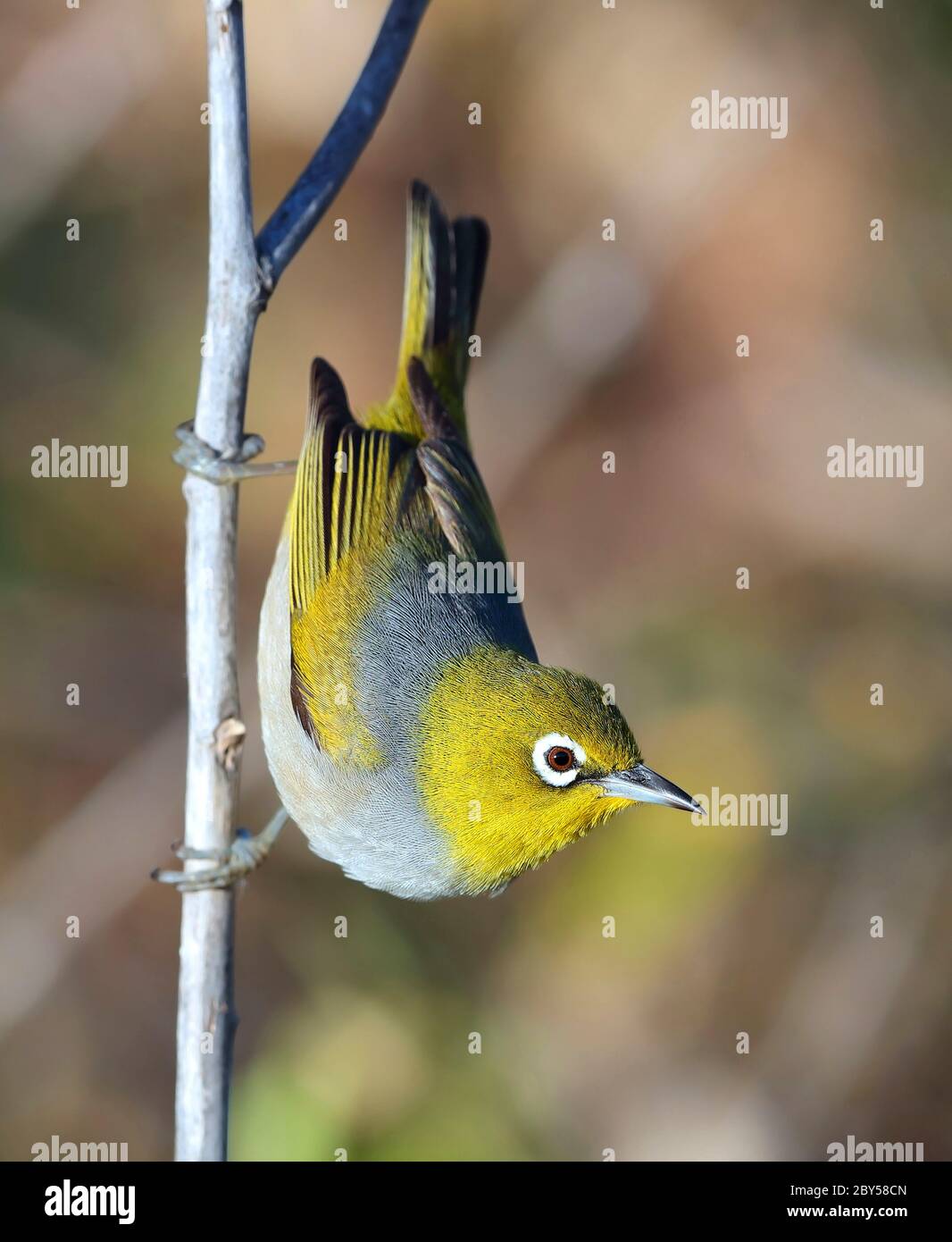 Grey-backed White-eye, Silvereye, Waxeye (Zosterops lateralis ...