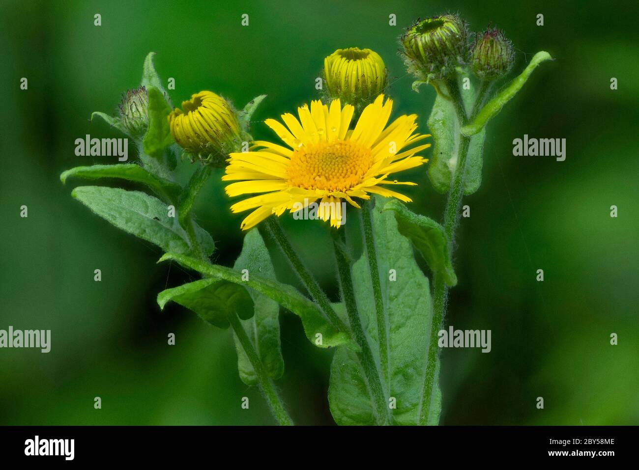 common fleabane (Pulicaria dysenterica), blooming, Germany, Bavaria ...