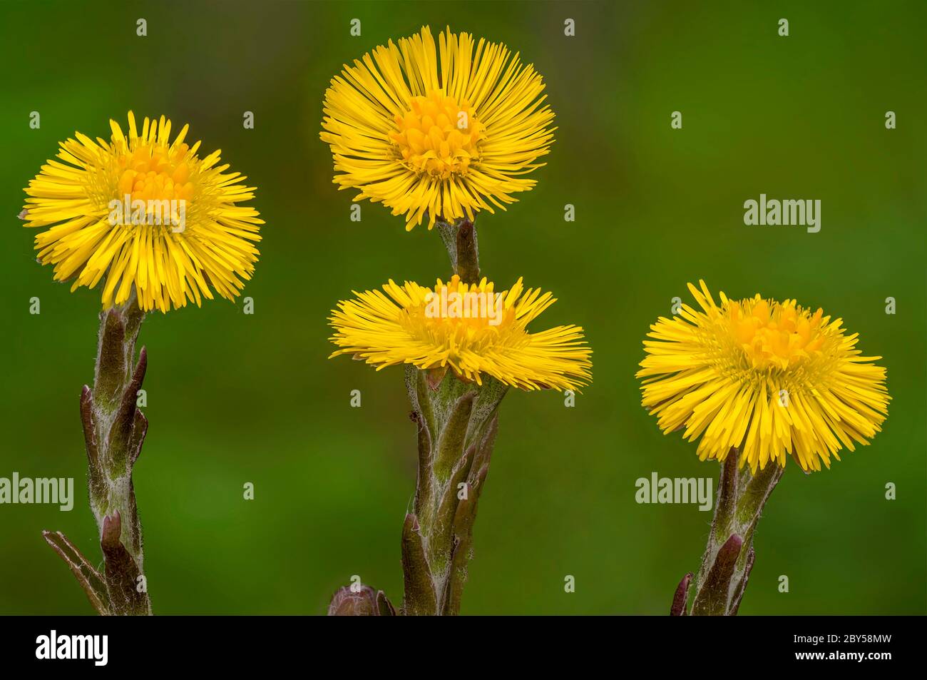 Coltsfoot Flowers High Resolution Stock Photography and Images - Alamy