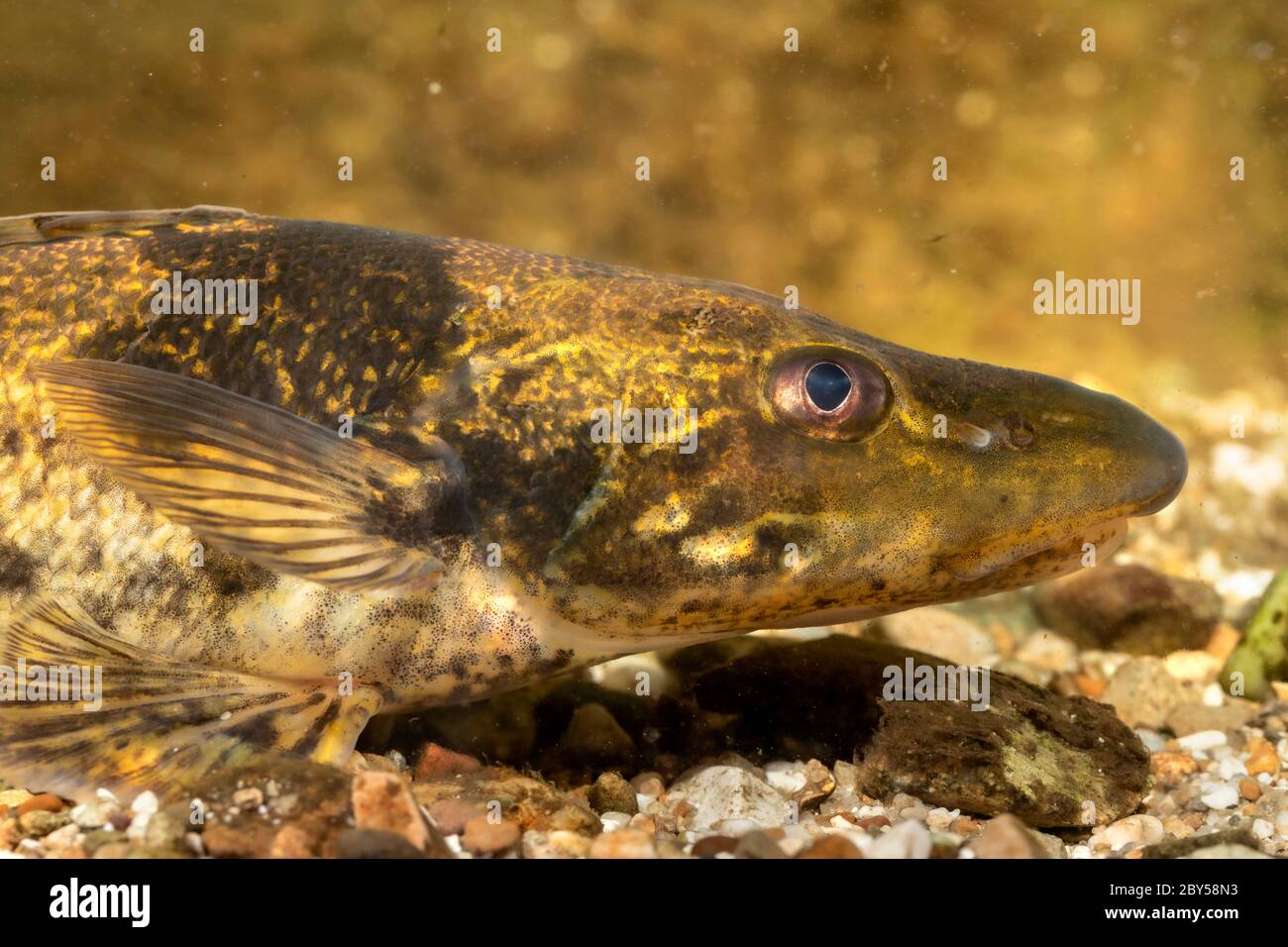 Stain horizontal hi-res stock photography and images - Alamy