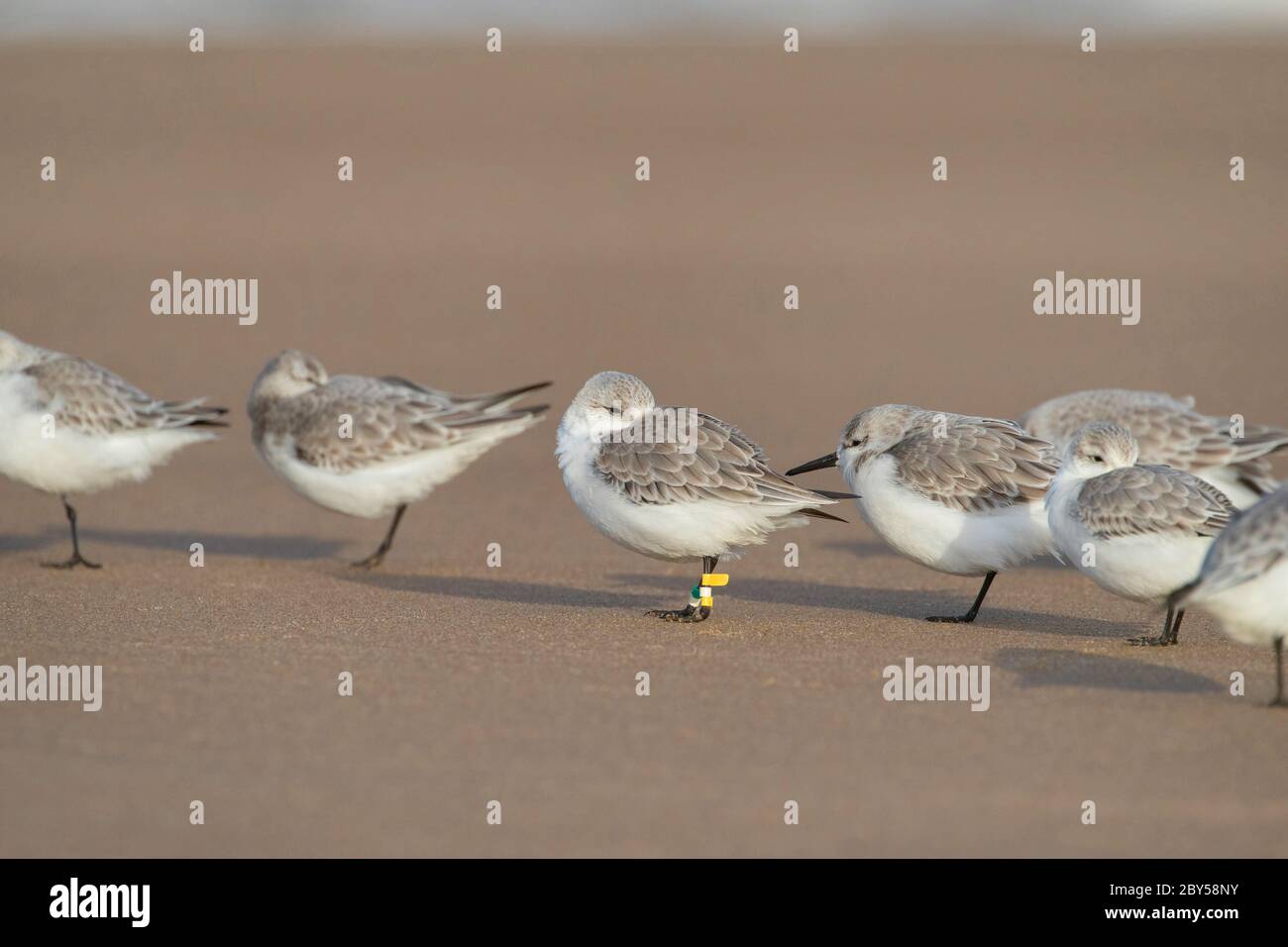 sanderling (Calidris alba), resting flock of Sanderling in flight ...