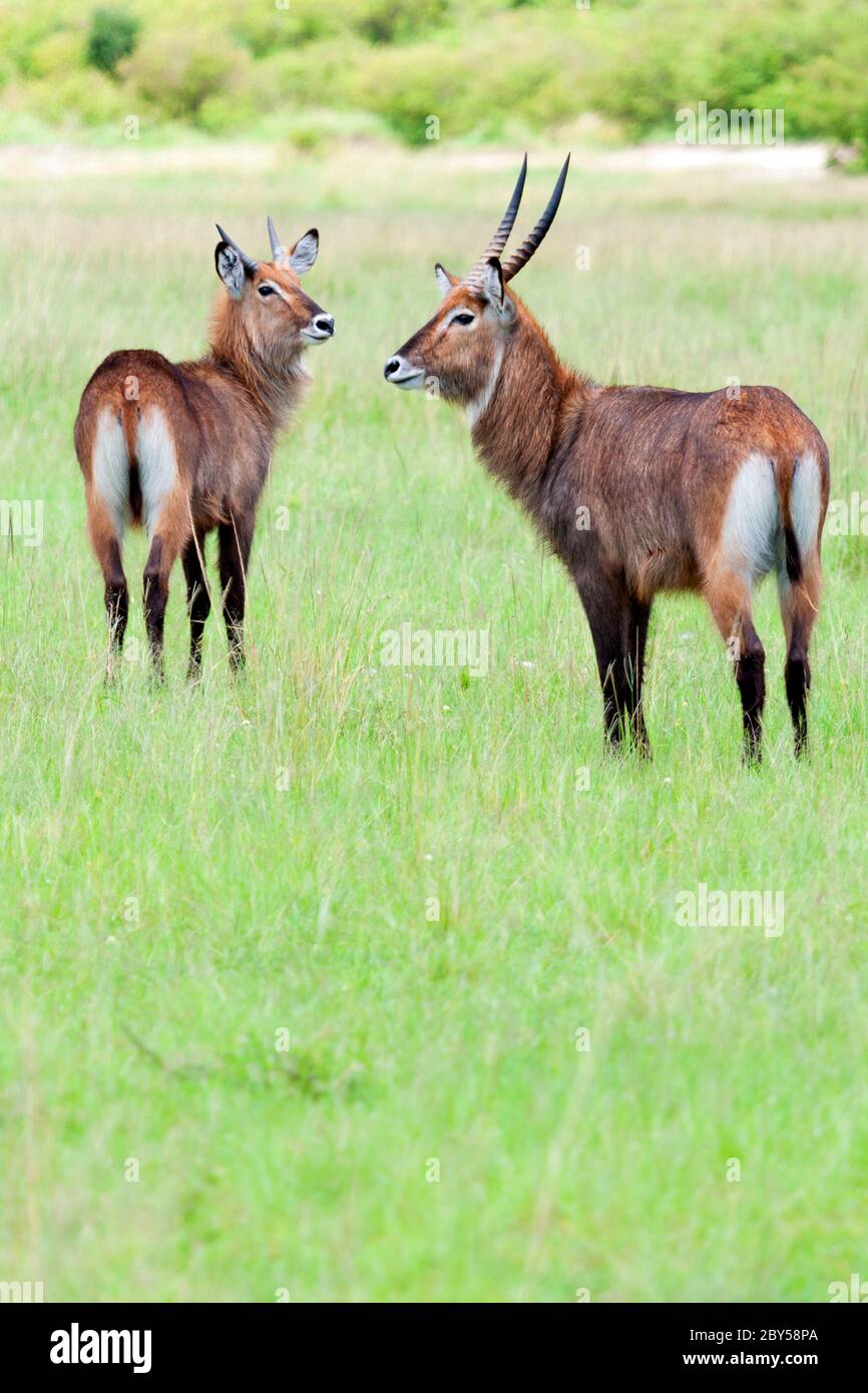 Waterbuck standing on game reserve hi-res stock photography and images ...
