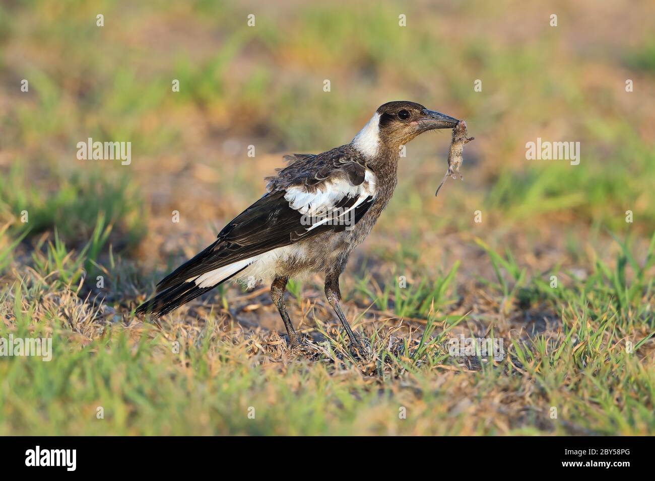Black-backed magpie, Australian Magpie (Gymnorhina tibicen, Cracticus ...