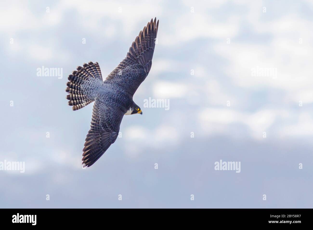 peregrine falcon (Falco peregrinus), in flight, Germany Stock Photo - Alamy
