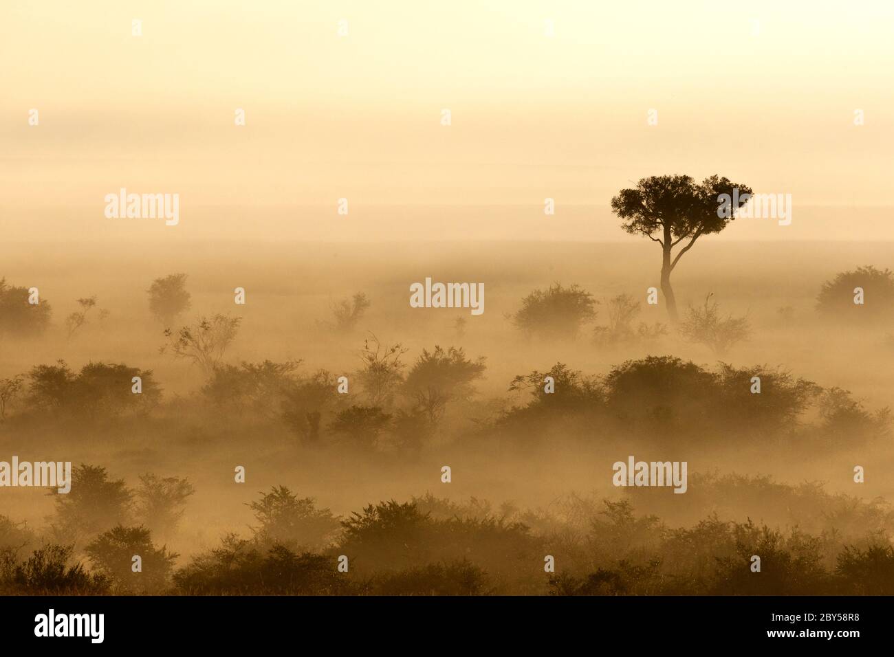 Back ground with a tree hi-res stock photography and images - Alamy