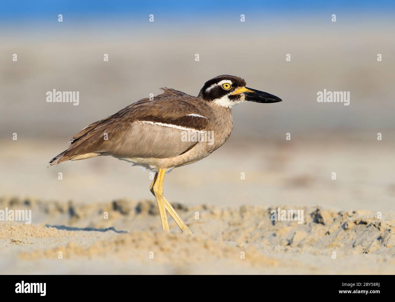 great Australian stone plover (Esacus magnirostris), standing on Noah ...