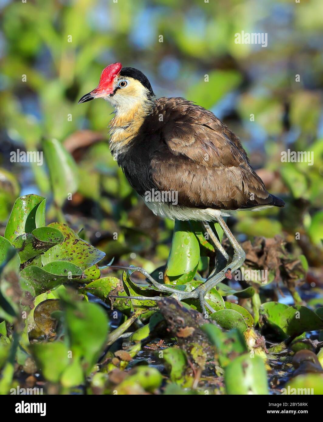 Comb-crested jacana, Lotusbird, Lilytrotter. (Irediparra gallinacea ...