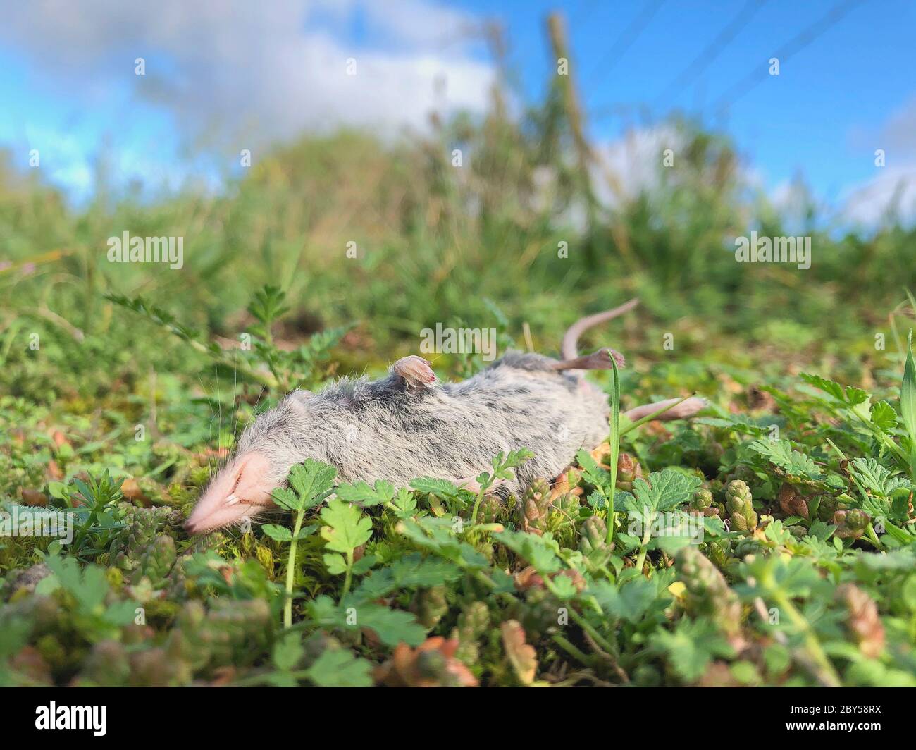 Greater white-toothed shrew (Crocidura russula), Freshly dead ...