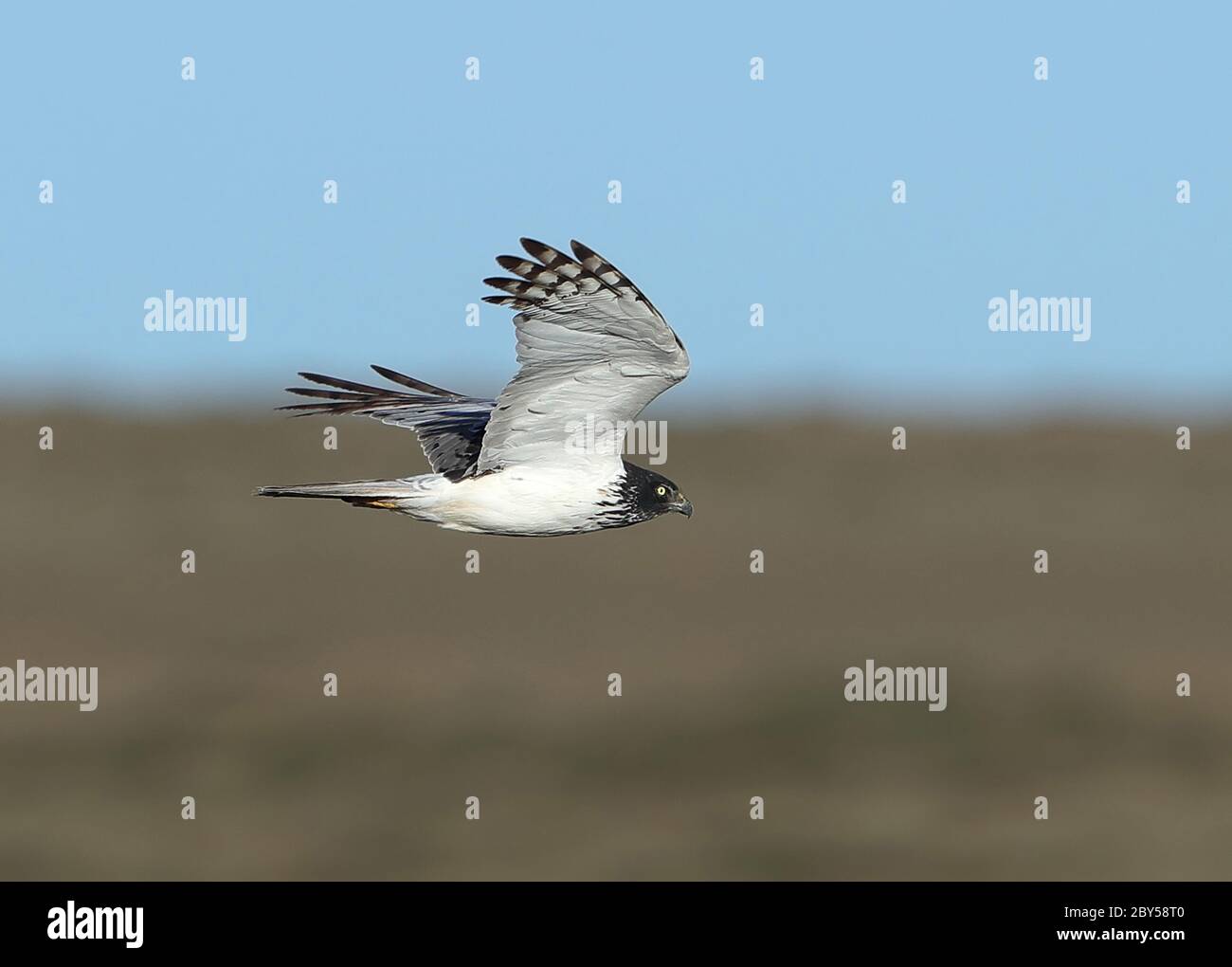 eastern marsh harrier (Circus spilonotus), male in flight, Mongolia ...