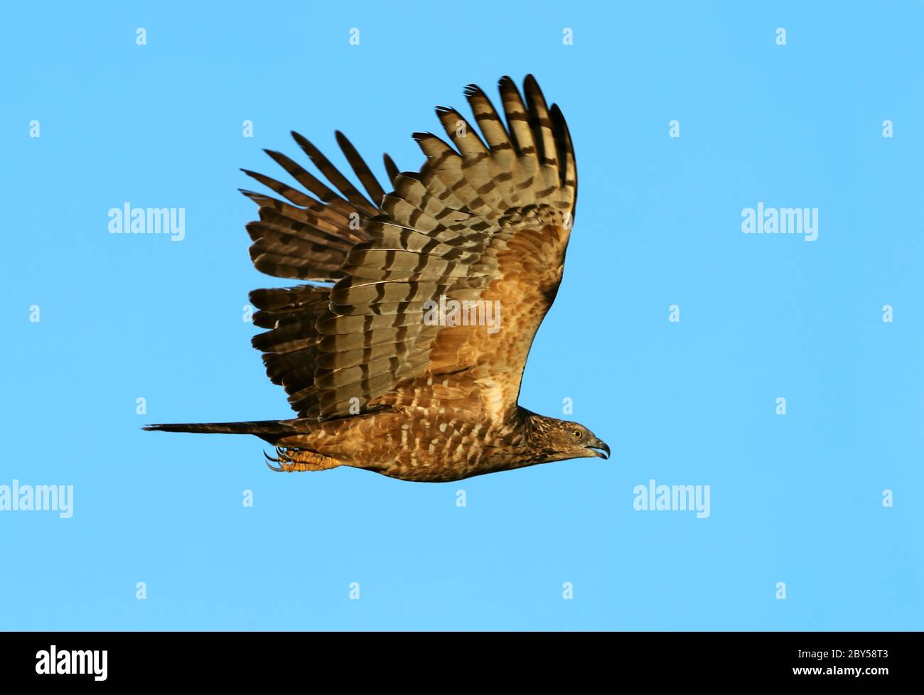 Oriental honey buzzard (Pernis ptilorhynchus), Calling in flight ...