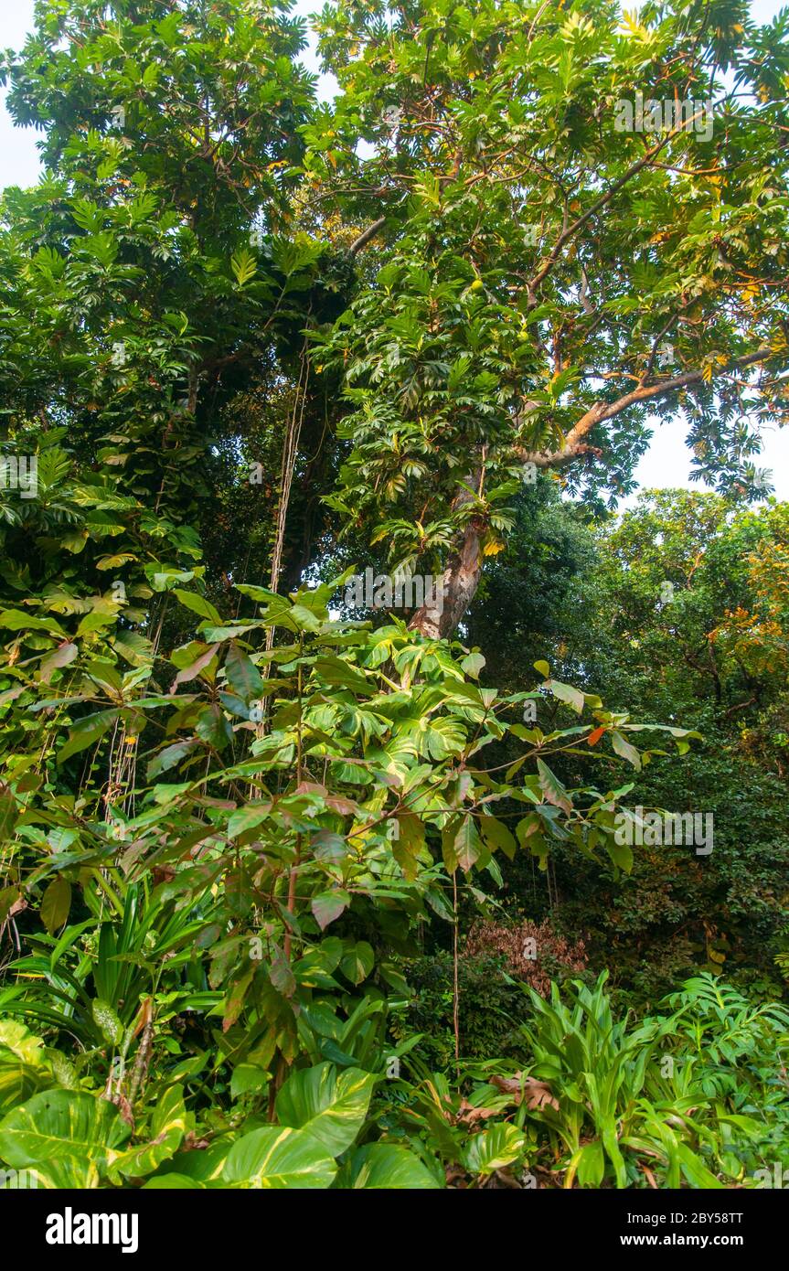 Scenery view of the Dense green tropical jungle in the wilderness Stock ...