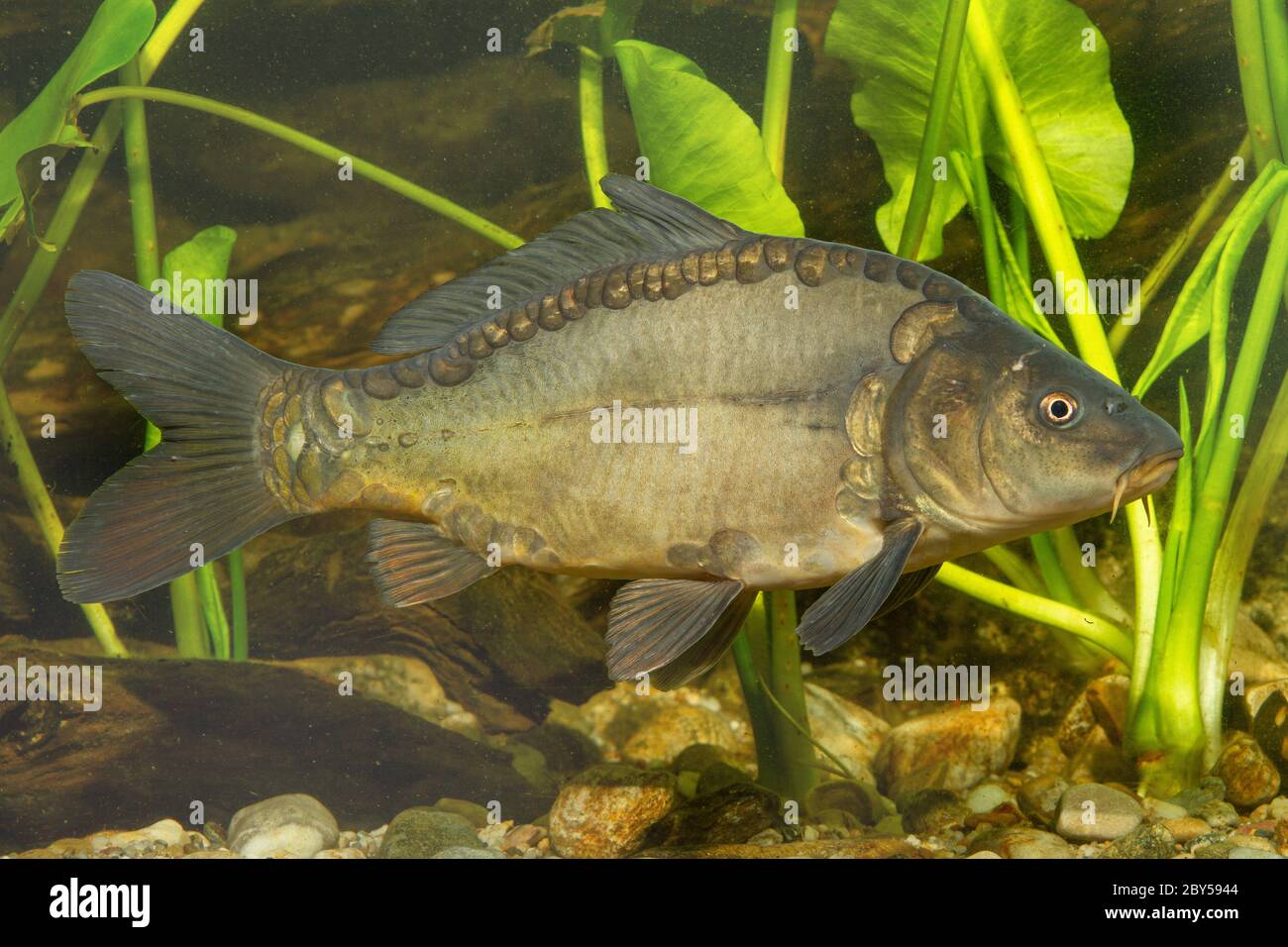 carp, common carp, European carp (Cyprinus carpio), mirror carp ...