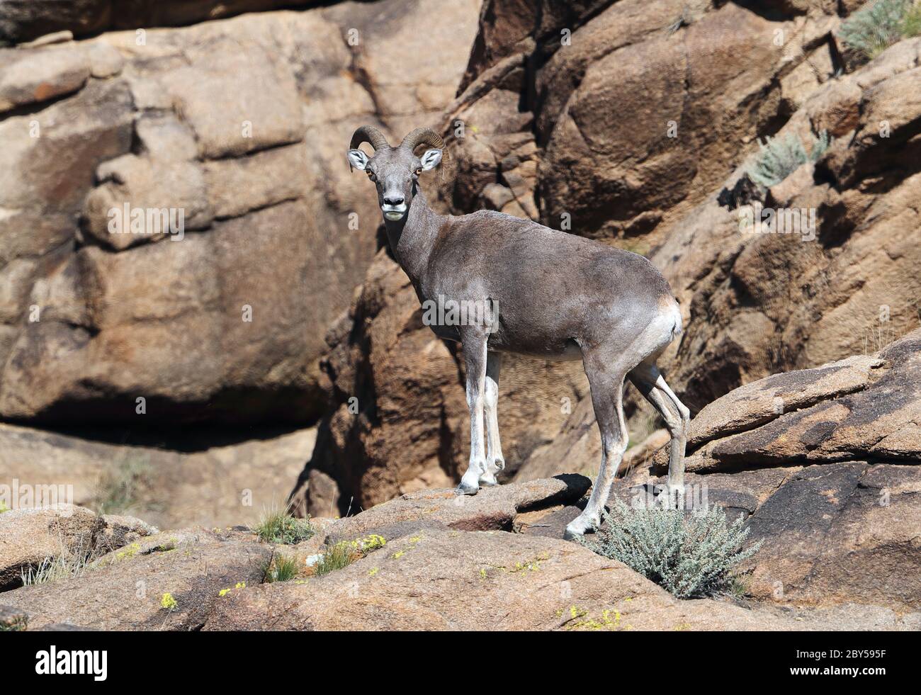 argali, arkhar (Ovis ammon), in rocky landscape, Mongolia, Ikh Nart ...