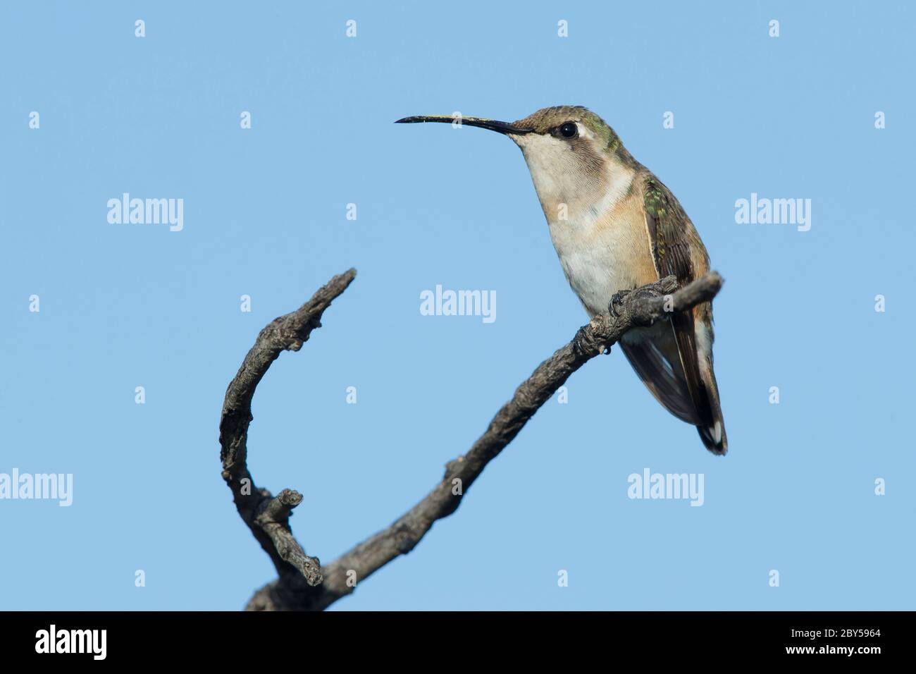 lucifer hummingbird (Calothorax lucifer), Adult female perched on a ...