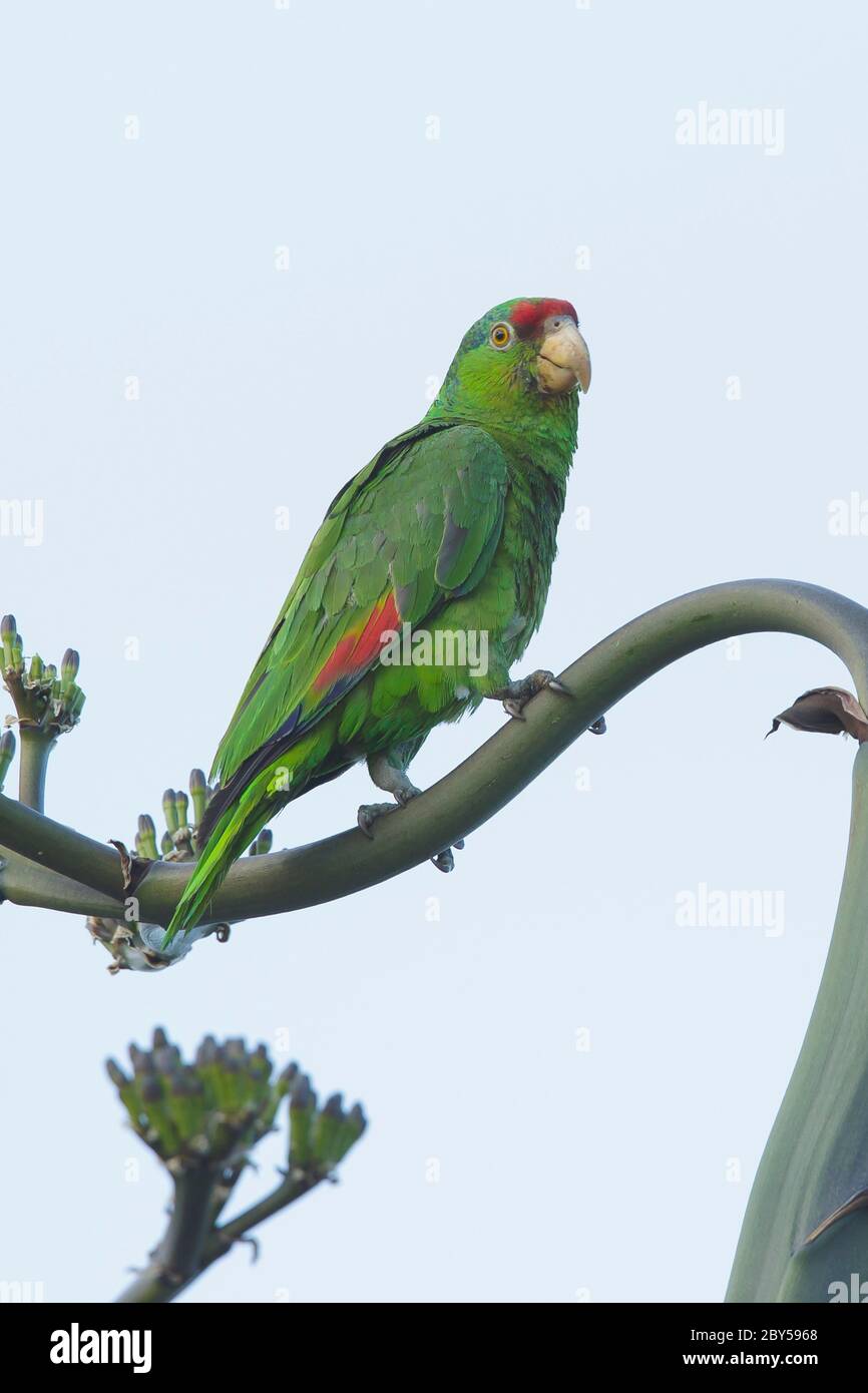 green-cheeked amazon (Amazona viridigenalis), Adult sitting in a tree ...