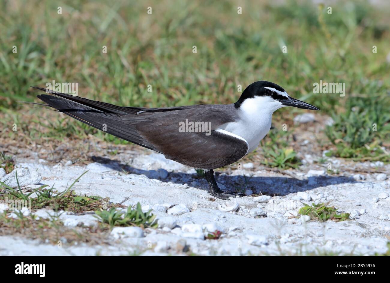 bridled tern (Sterna anaethetus, Onychoprion anaethetus), standing on ...