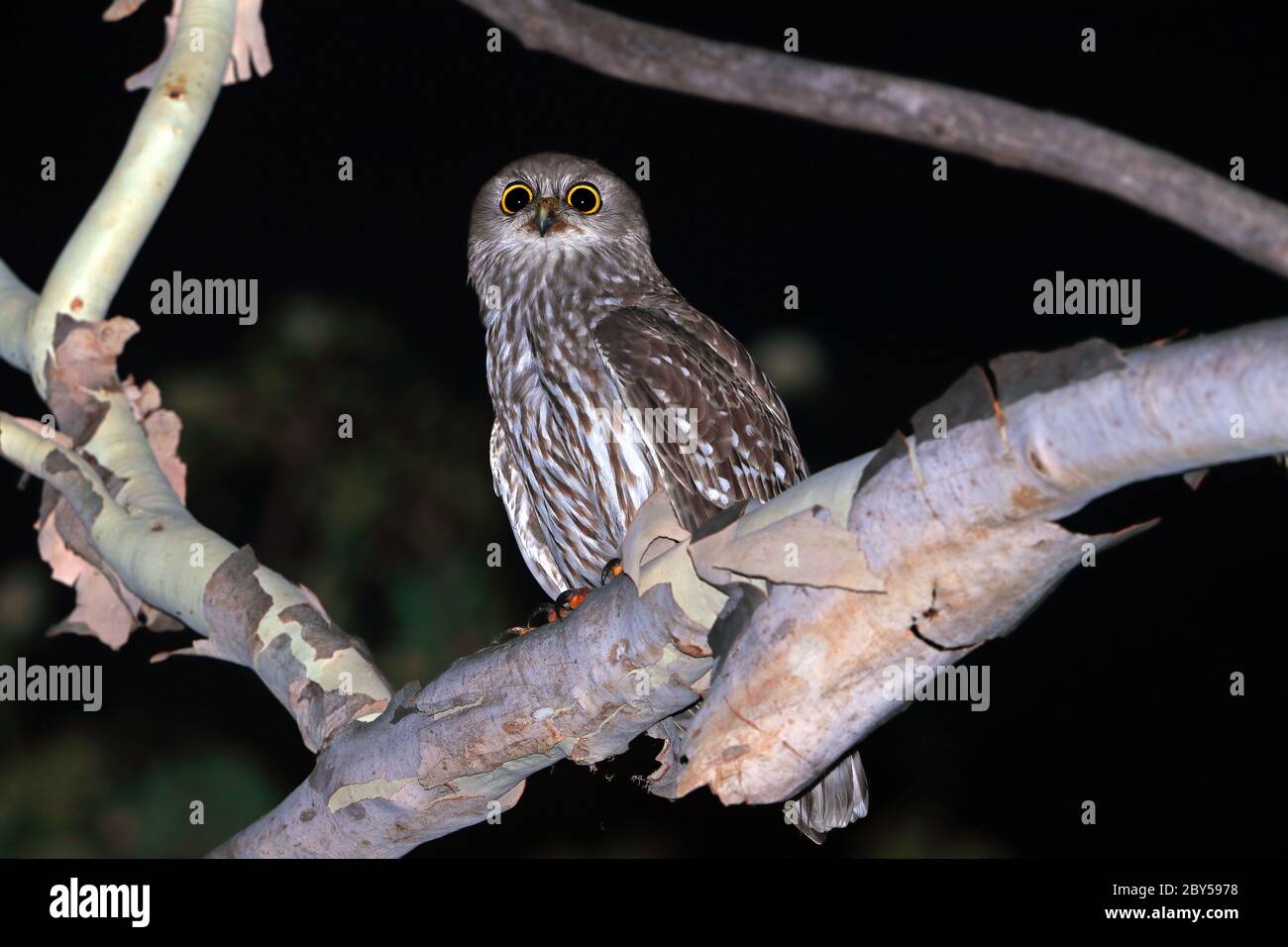 barking owl, barking hawk-owl (Ninox connivens, Hieracoglaux connivens ... barking owl, barking hawk-owl (Ninox connivens, Hieracoglaux connivens ...