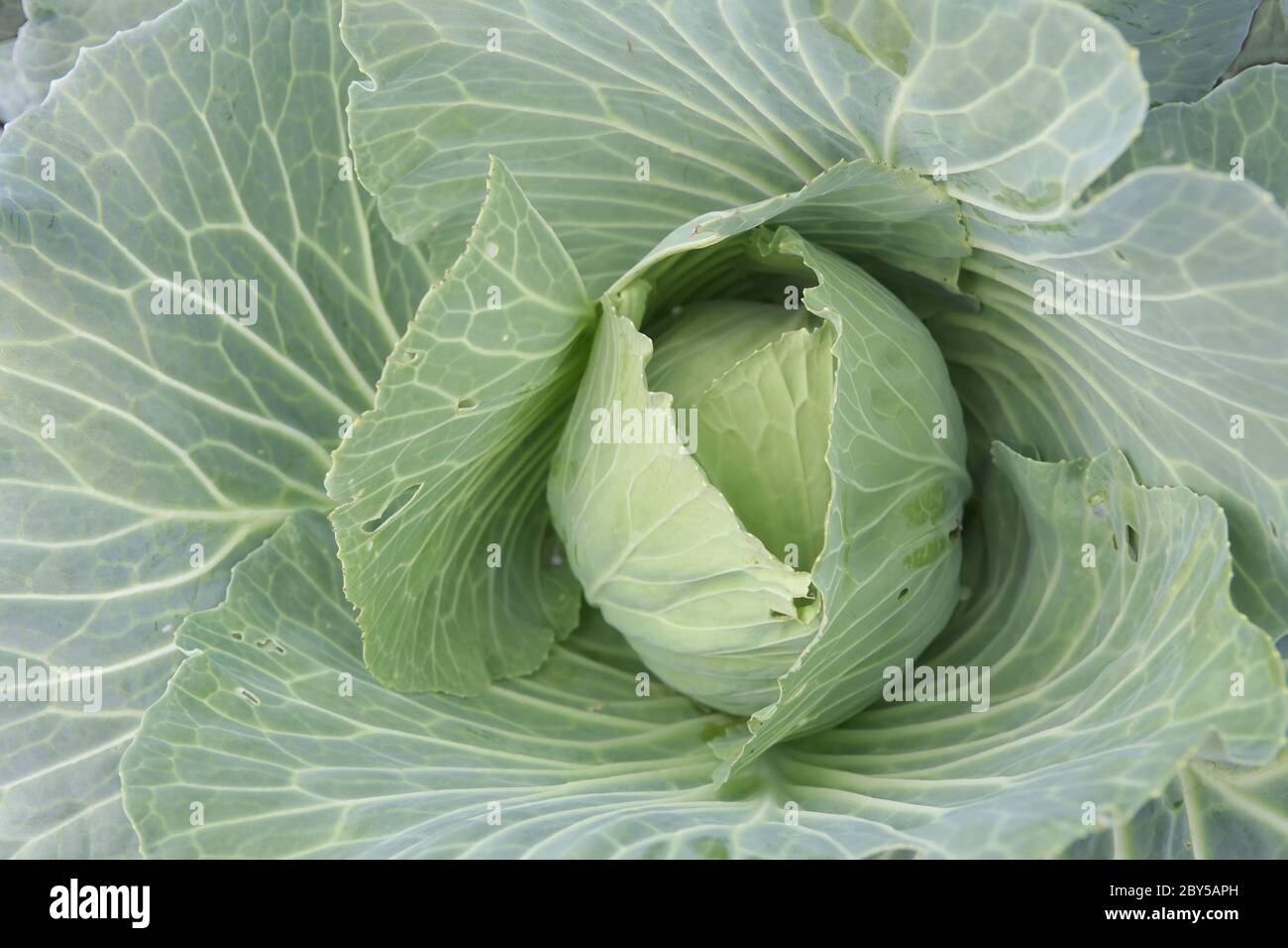 Blanching cabbage hi-res stock photography and images - Alamy