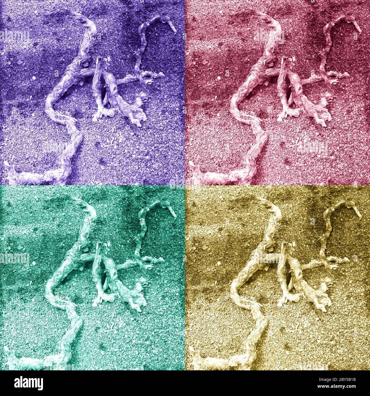 Four-color root collage Stock Photo - Alamy