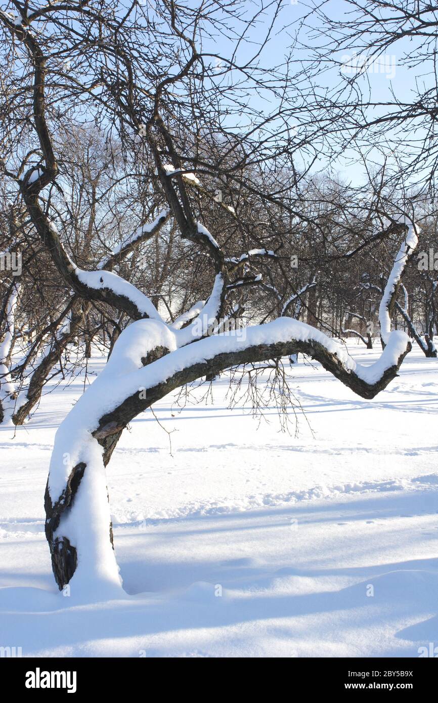 Curly Tree under Snow Stock Photo - Alamy