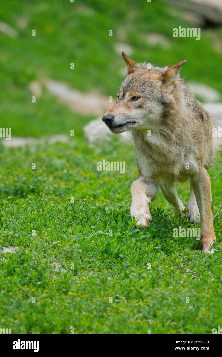 Eastern Wolf or american grey wolf (Canis lupus ly Stock Photo - Alamy