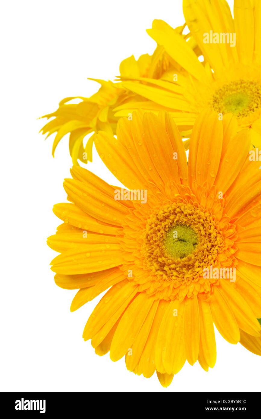 border of yellow gerbera flowers Stock Photo - Alamy