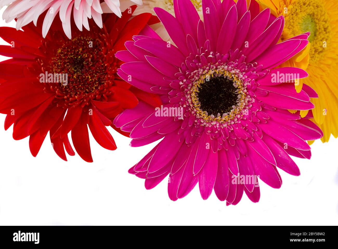 border of gerbera flowers Stock Photo - Alamy