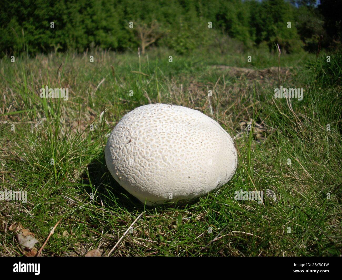 White giant puffball fungus (Calvatia gigantea) growing in grassland ...