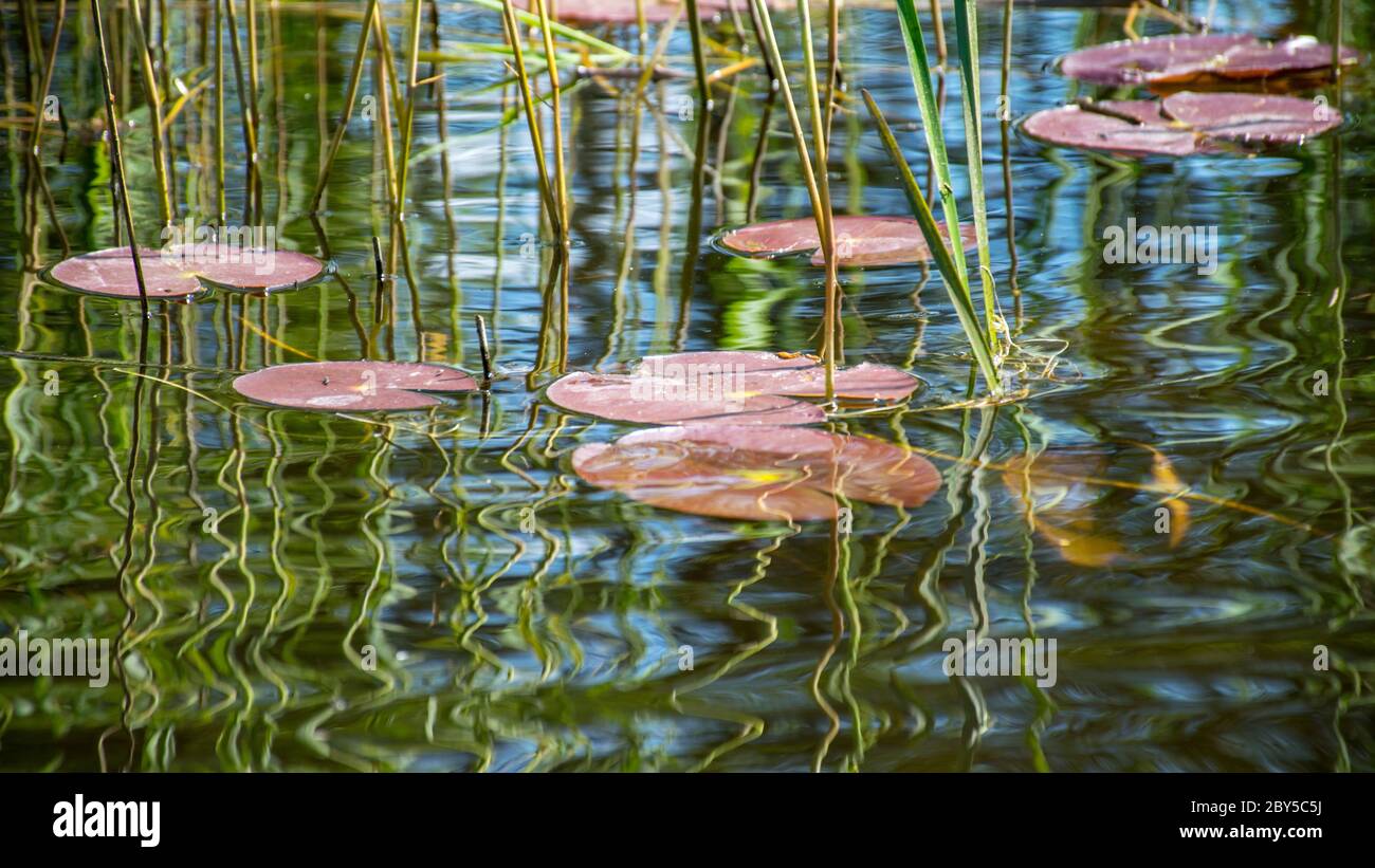 Water Lily Leaf Texture