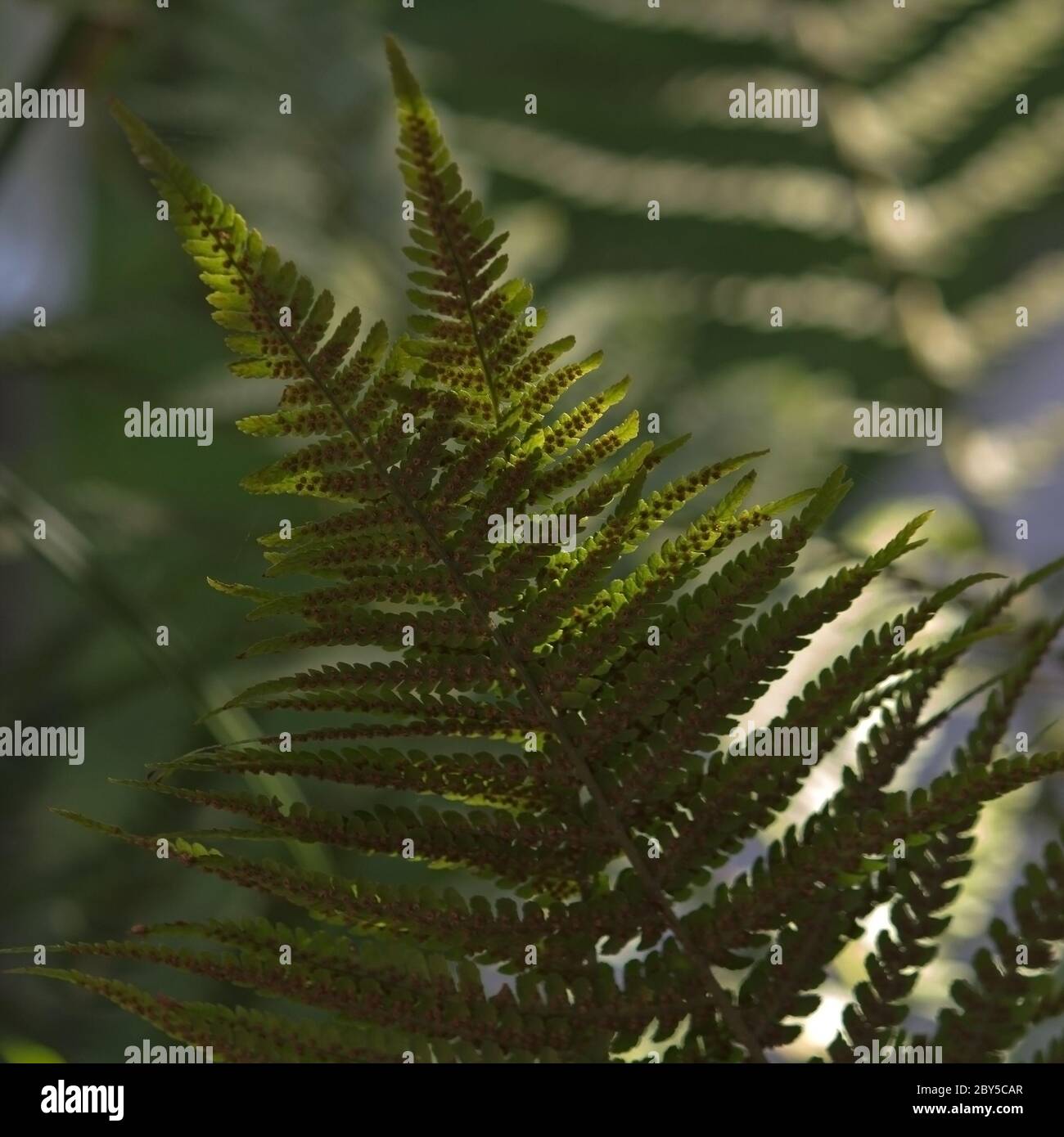 Back fern leaves hi-res stock photography and images - Alamy